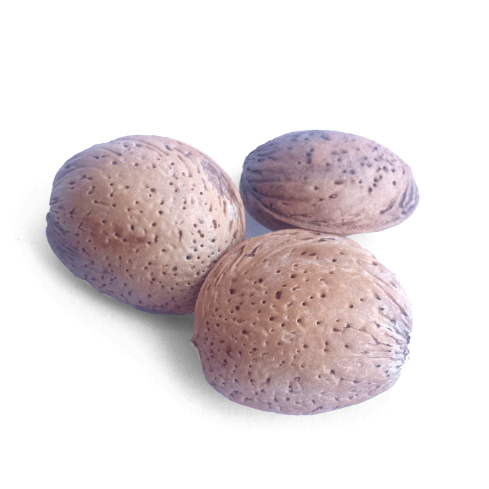 Amandes avec coque Marcona Bio - Elcestoandaluz
