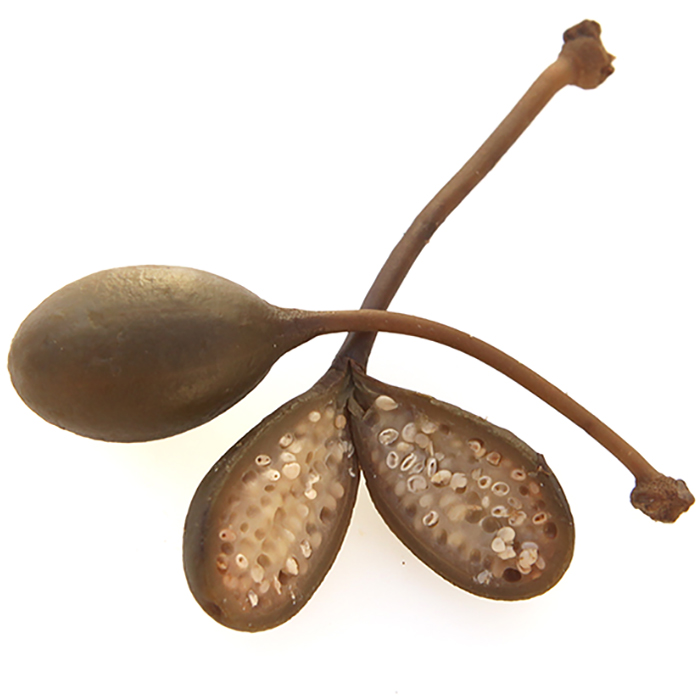 Câprons en saumure eco - Elcestoandaluz